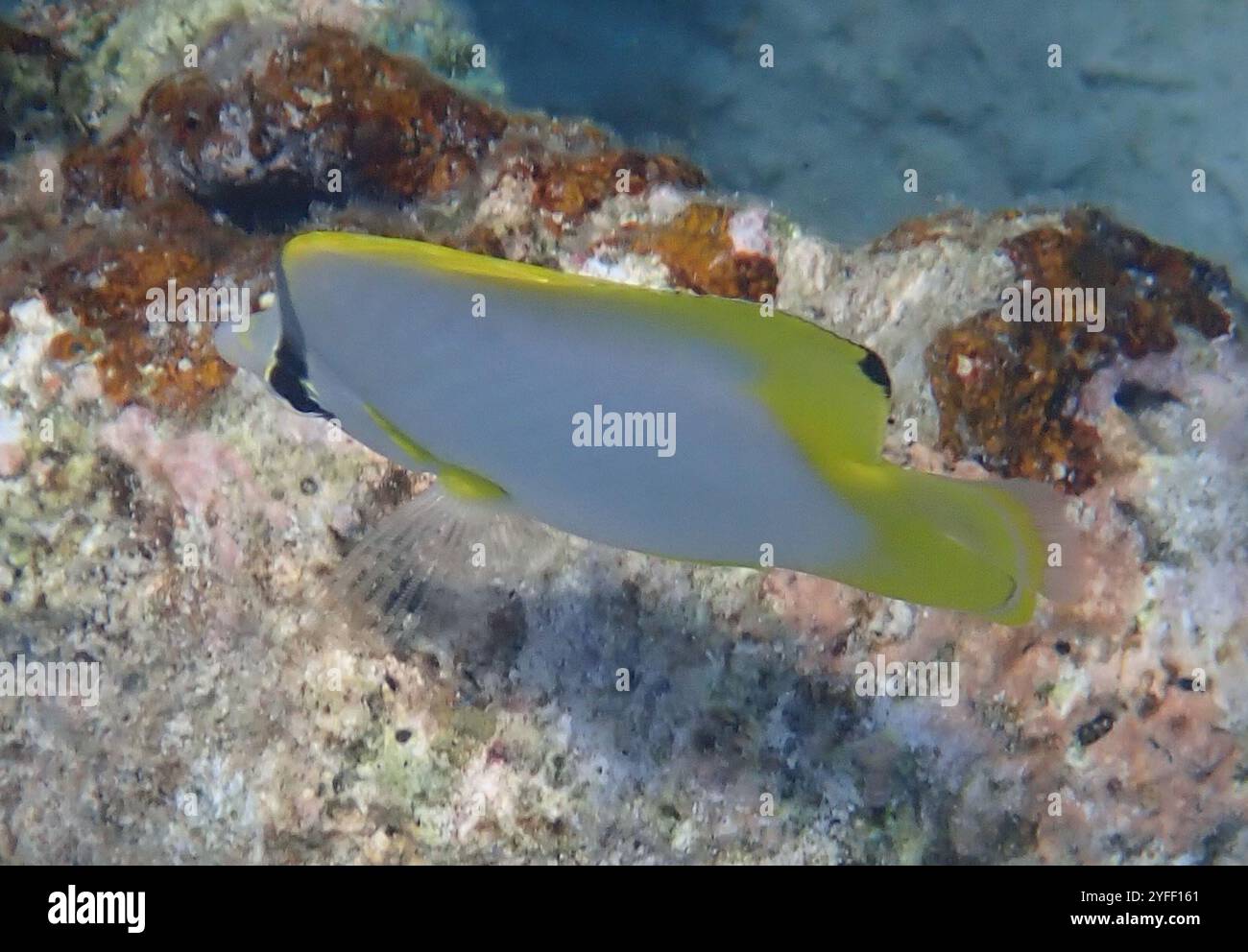 Spotfin Butterflyfish (Chaetodon ocellatus Stock Photo - Alamy