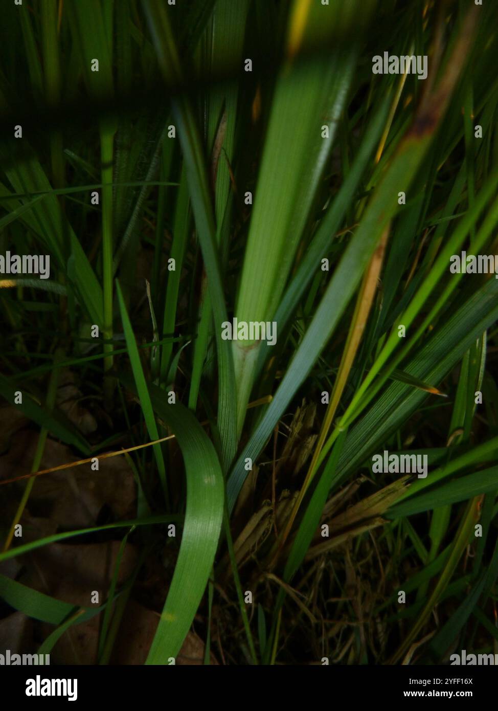 lesser pond sedge (Carex acutiformis Stock Photo - Alamy