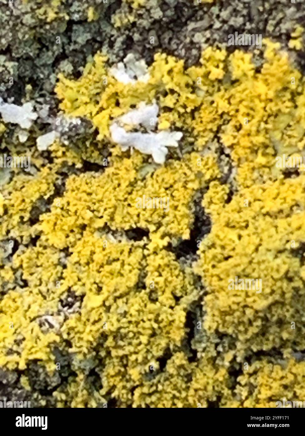 Candleflame Lichen (Candelaria concolor Stock Photo - Alamy