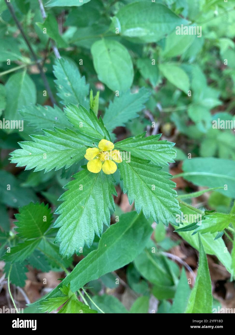 common cinquefoil (Potentilla simplex Stock Photo - Alamy