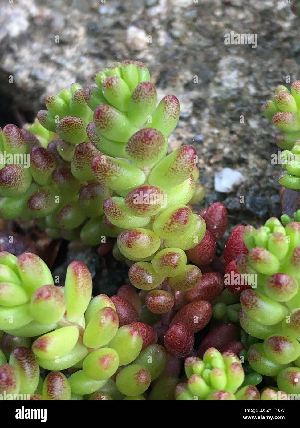 white stonecrop (Sedum album Stock Photo - Alamy