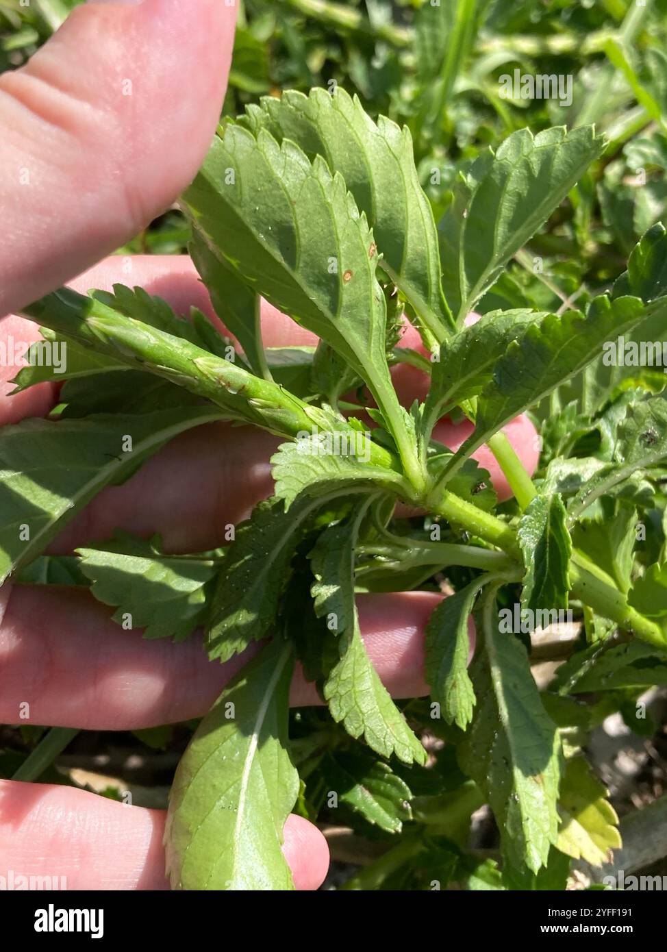 Blue Porterweed (Stachytarpheta jamaicensis Stock Photo - Alamy