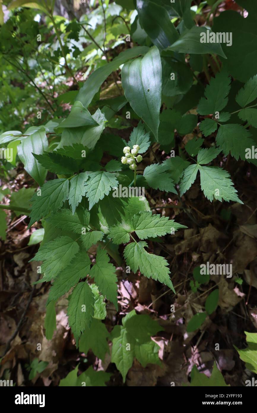baneberries and cohoshes (Actaea Stock Photo - Alamy