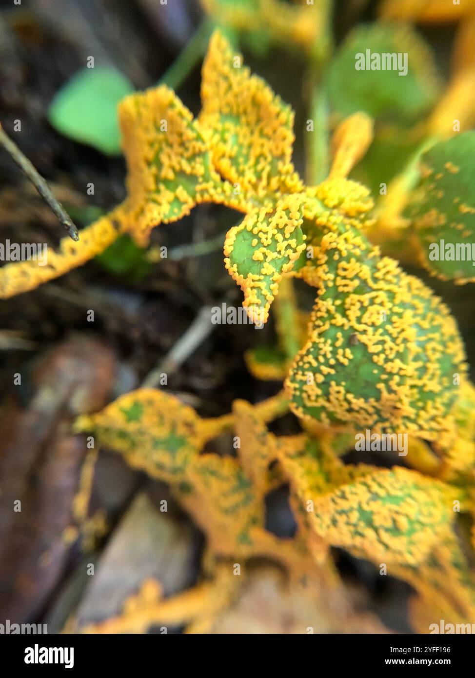 true slime molds (Myxomycetes Stock Photo - Alamy