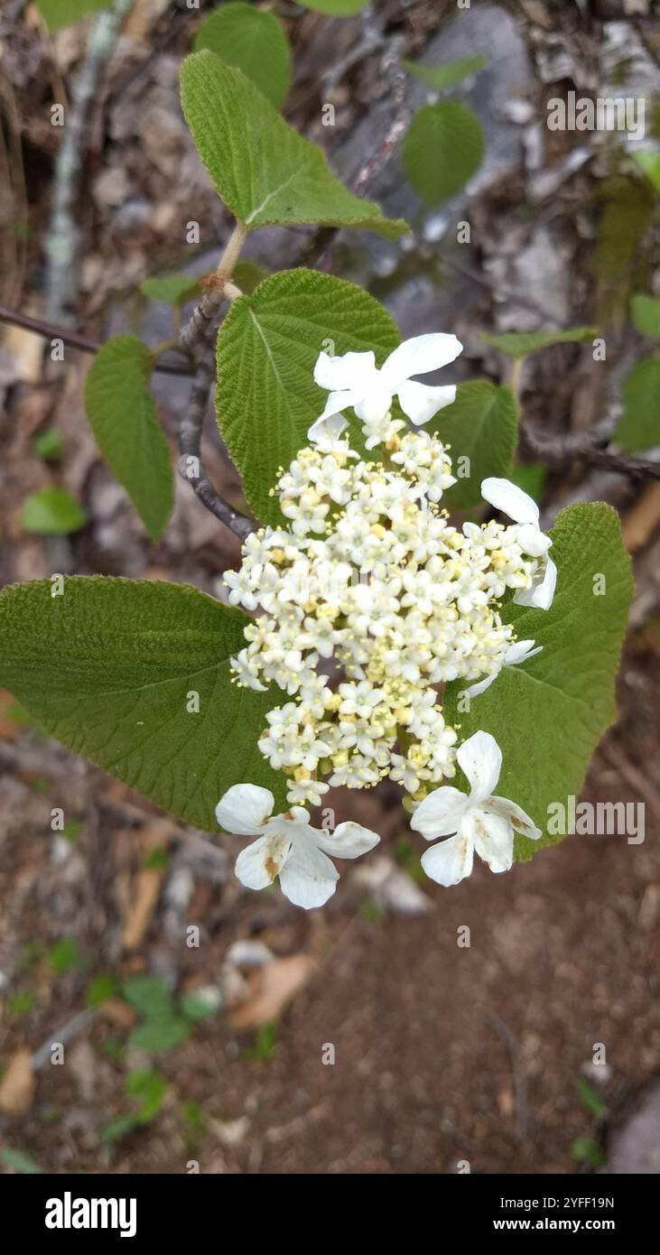 hobblebush (Viburnum lantanoides Stock Photo - Alamy