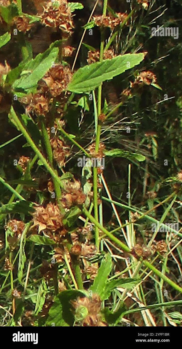 three-lobe false mallow (Malvastrum coromandelianum Stock Photo - Alamy