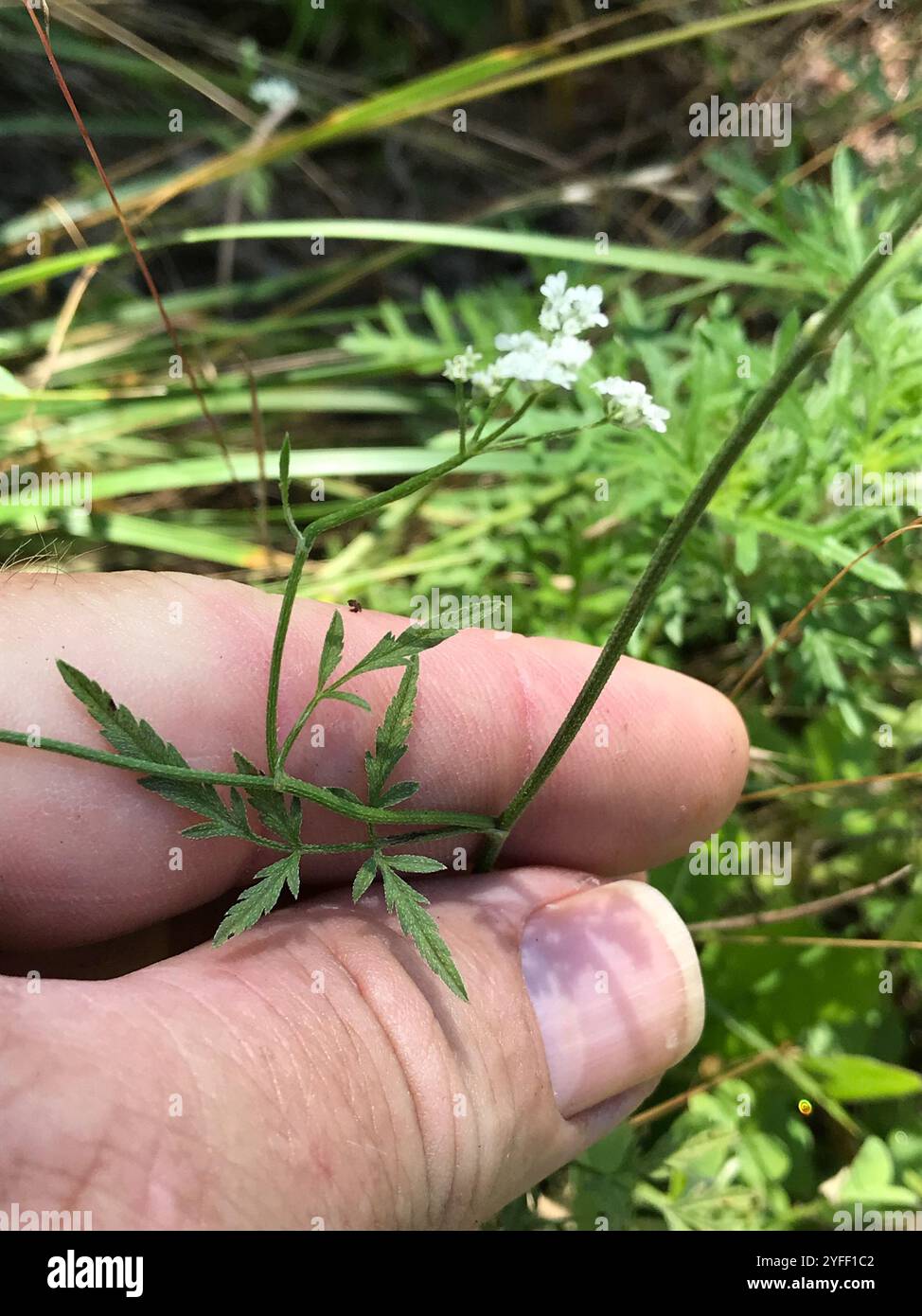 common hedge parsley (Torilis arvensis Stock Photo - Alamy