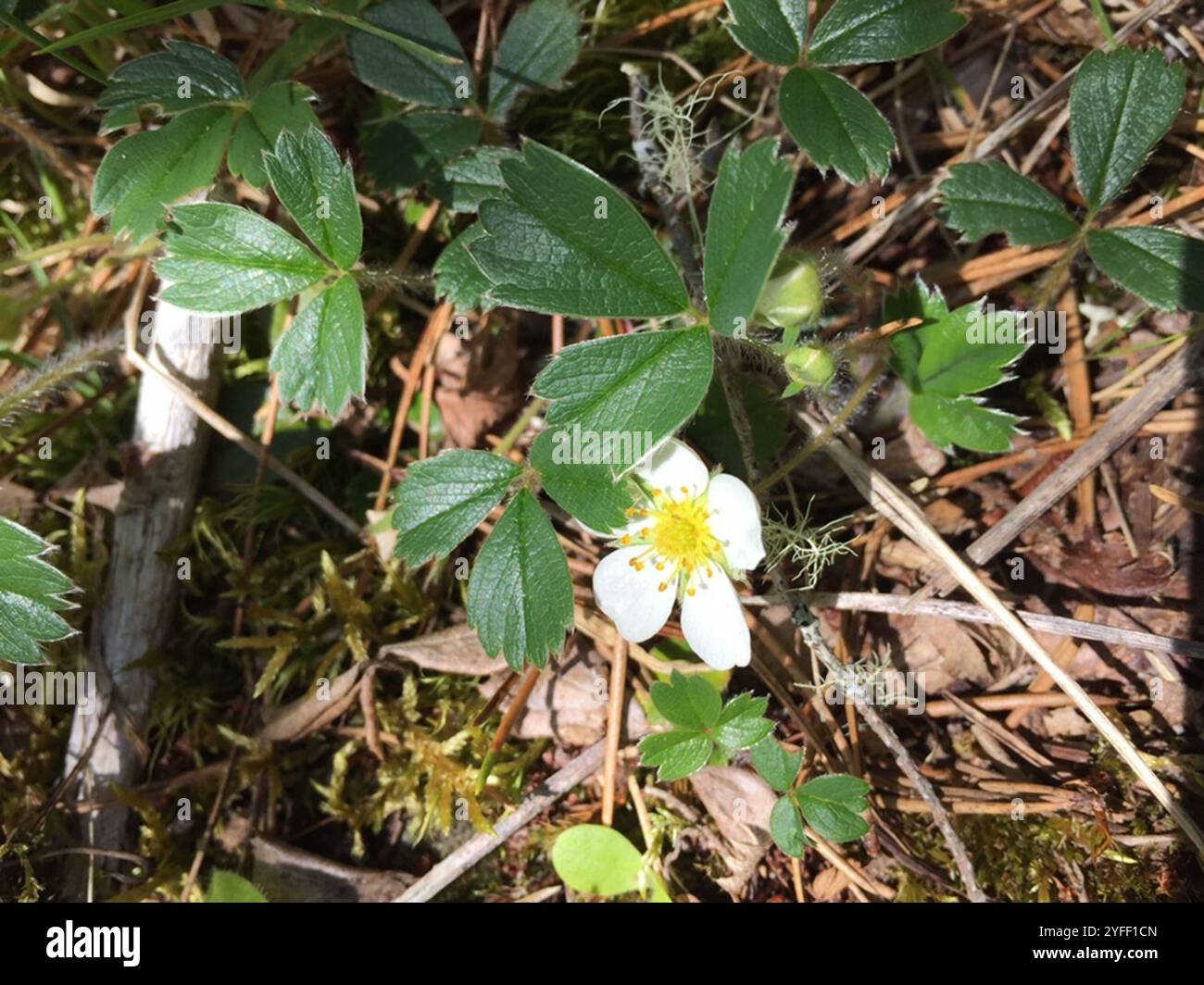 Beach strawberry fragaria chiloensis hi-res stock photography and ...