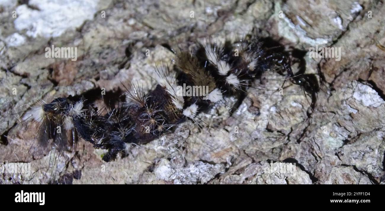 Powdered Dagger (Acronicta impleta Stock Photo - Alamy