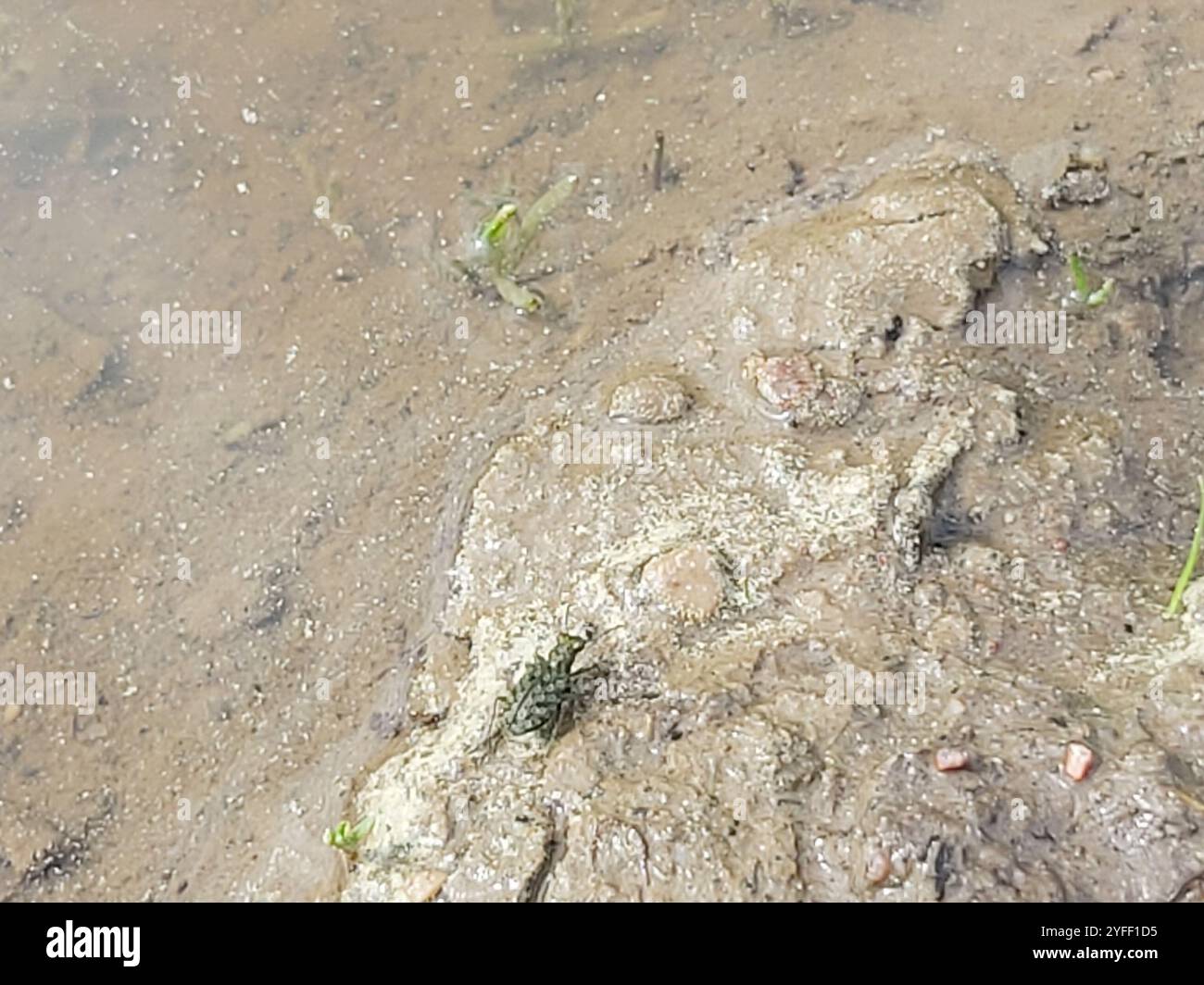 Marsh Ground Beetles (Elaphrus Stock Photo - Alamy