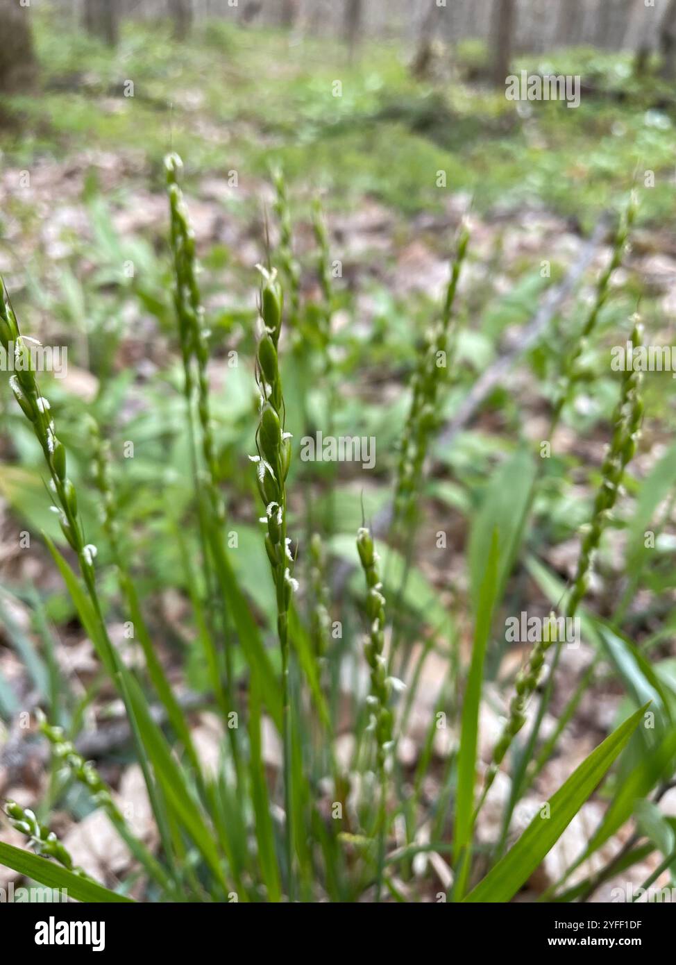 White-grained Mountain-ricegrass (Oryzopsis asperifolia Stock Photo - Alamy