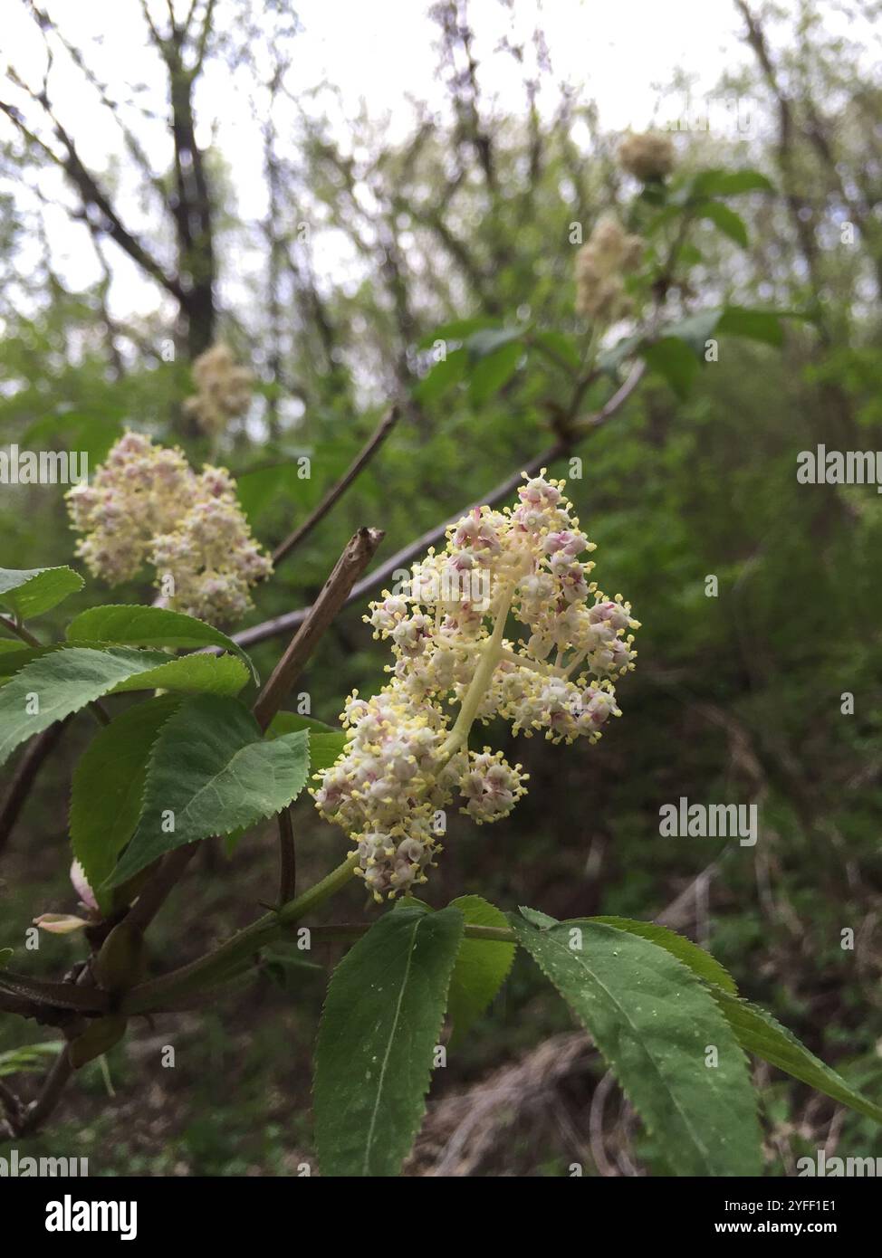 Eastern Red Elder (Sambucus racemosa pubens Stock Photo - Alamy
