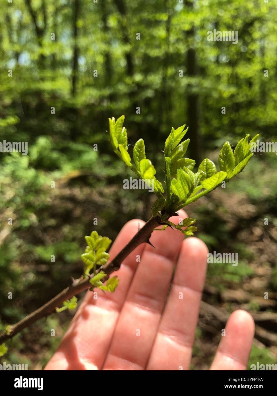 common prickly ash (Zanthoxylum americanum Stock Photo - Alamy