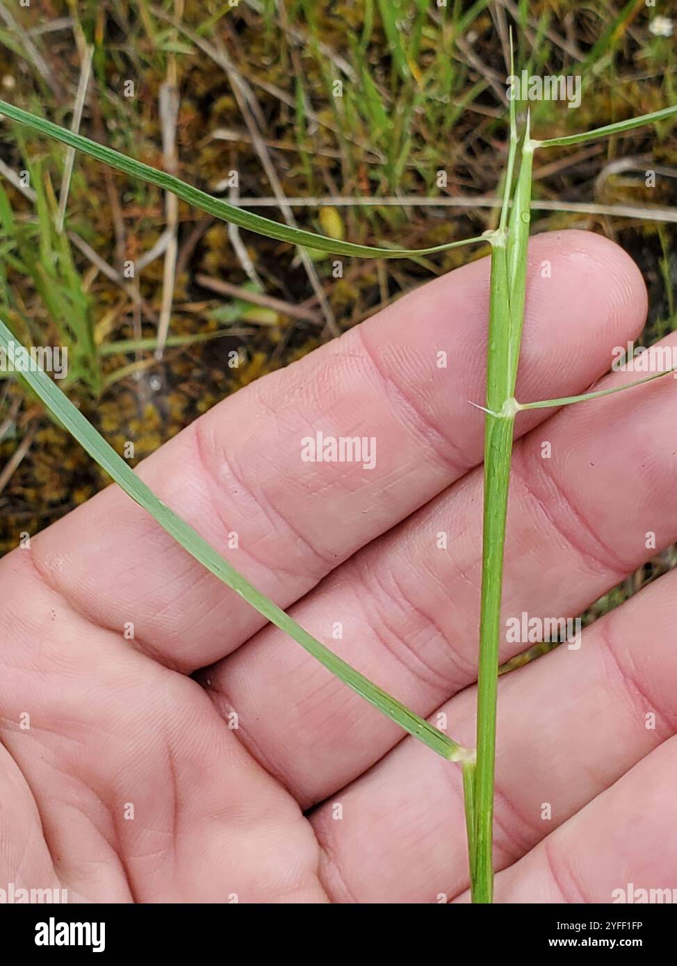California oatgrass (Danthonia californica Stock Photo - Alamy