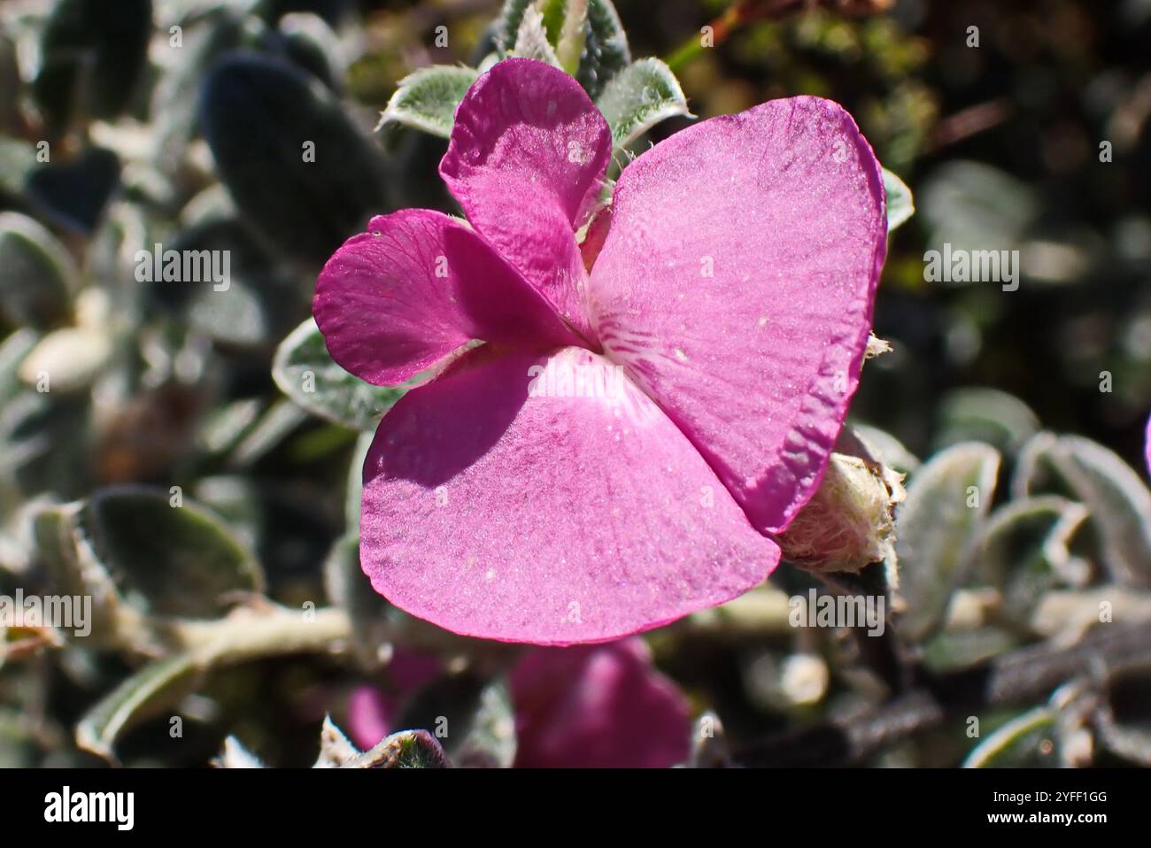 Hairy Capesweetpea (Podalyria burchellii Stock Photo - Alamy
