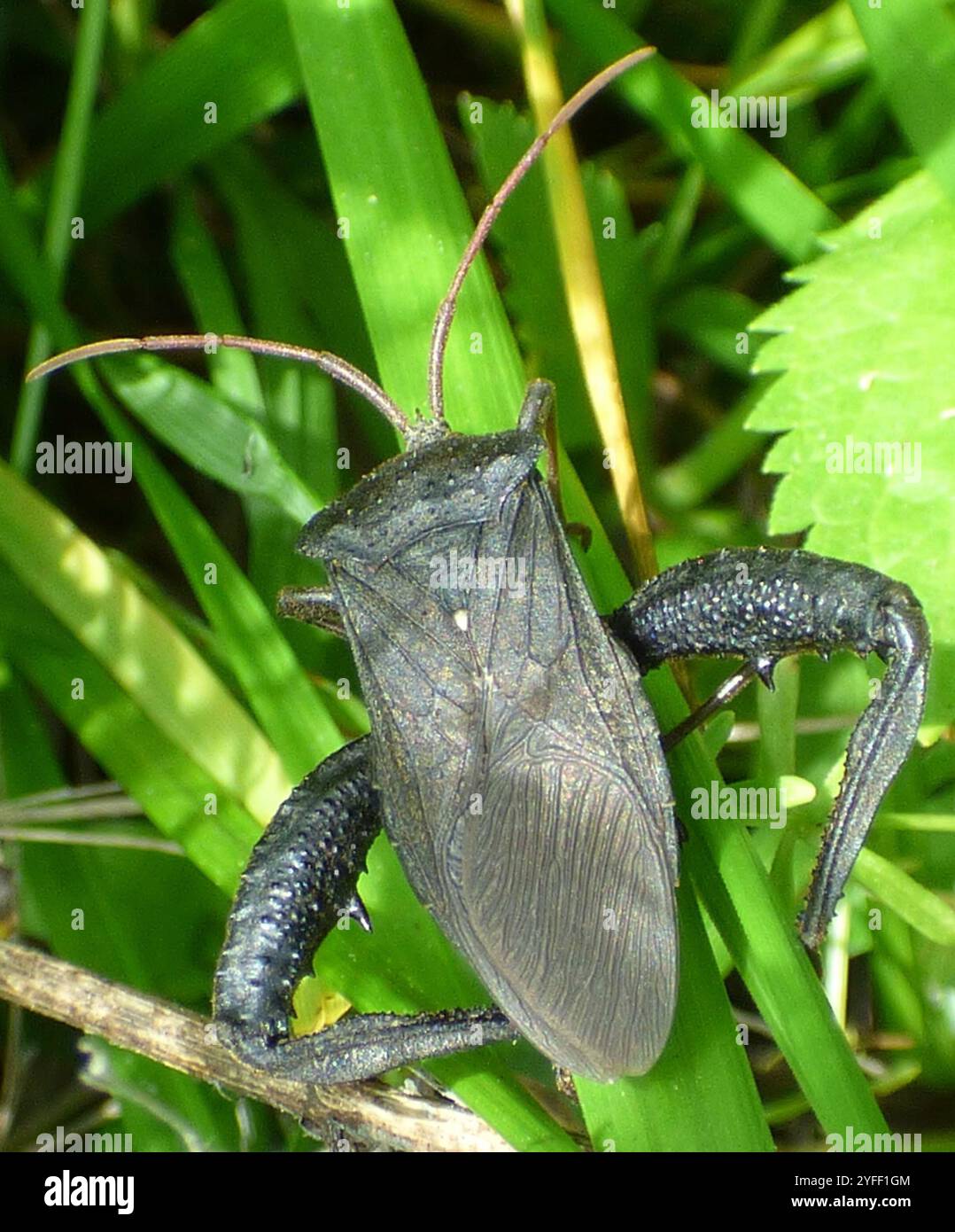 Acanthocephala femorata hi-res stock photography and images - Alamy