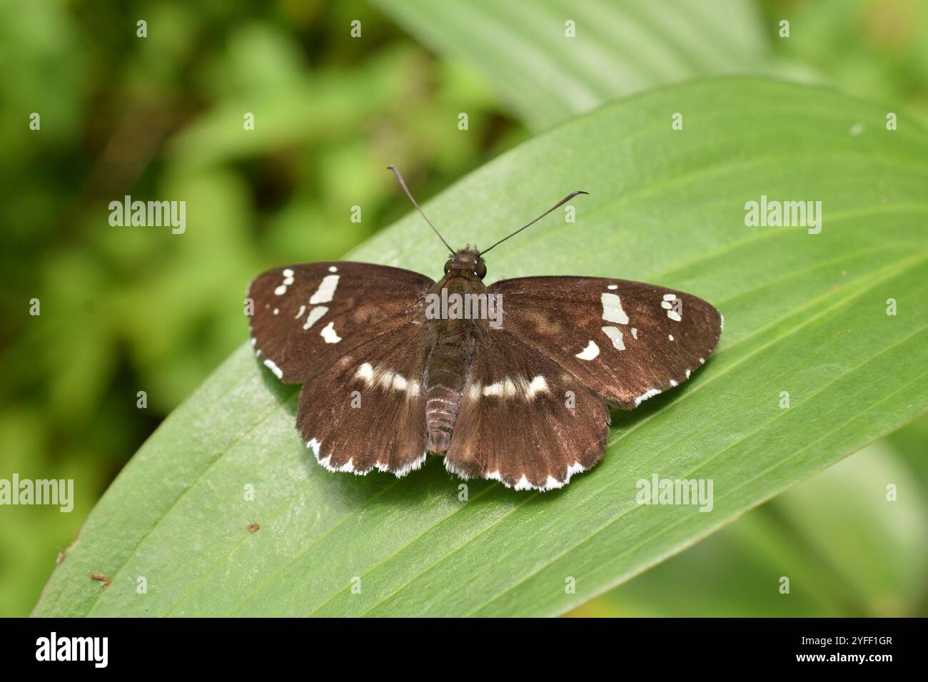 White-banded Flat (Daimio tethys Stock Photo - Alamy