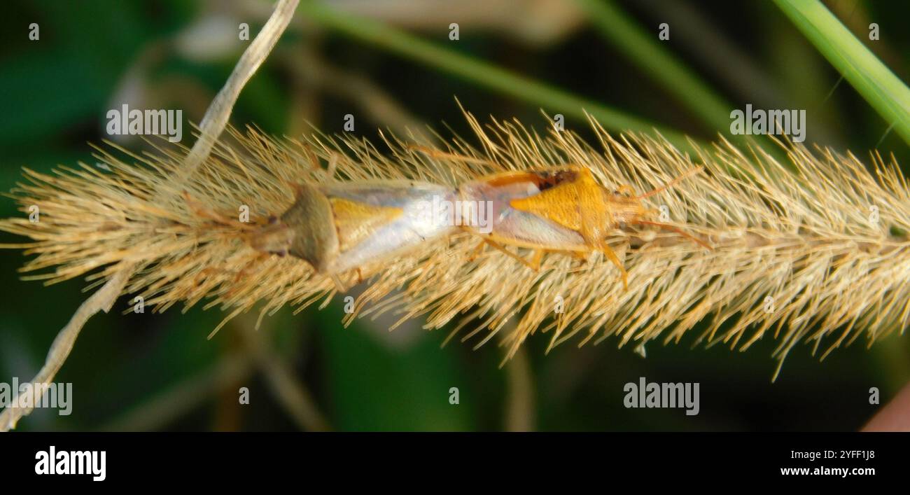 Rice Stink Bug (Oebalus pugnax Stock Photo - Alamy