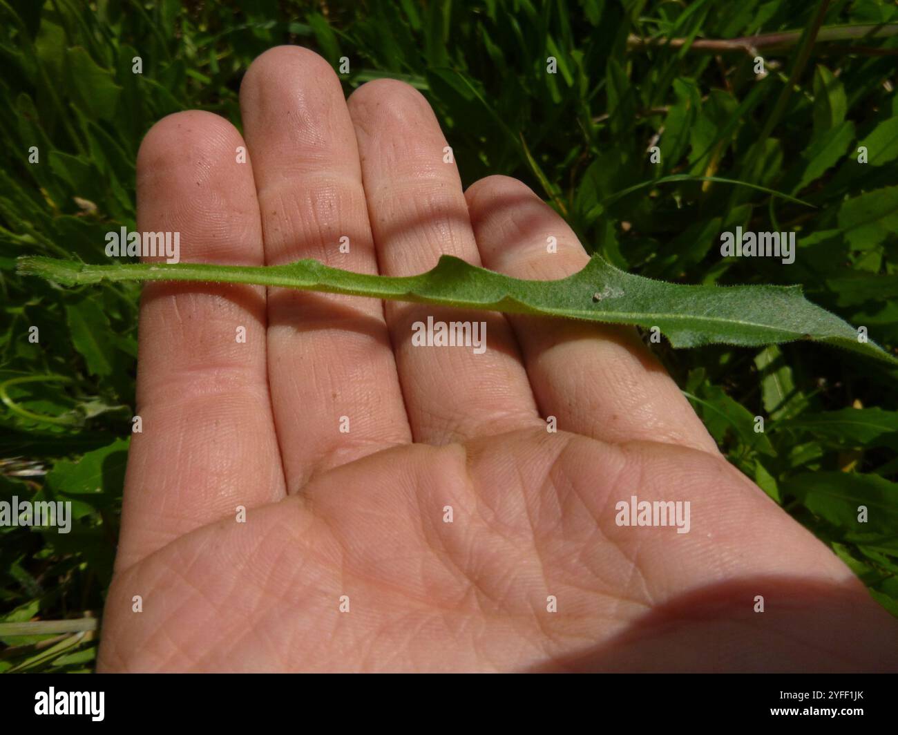 Common Hawkbit (Leontodon hispidus hispidus Stock Photo - Alamy