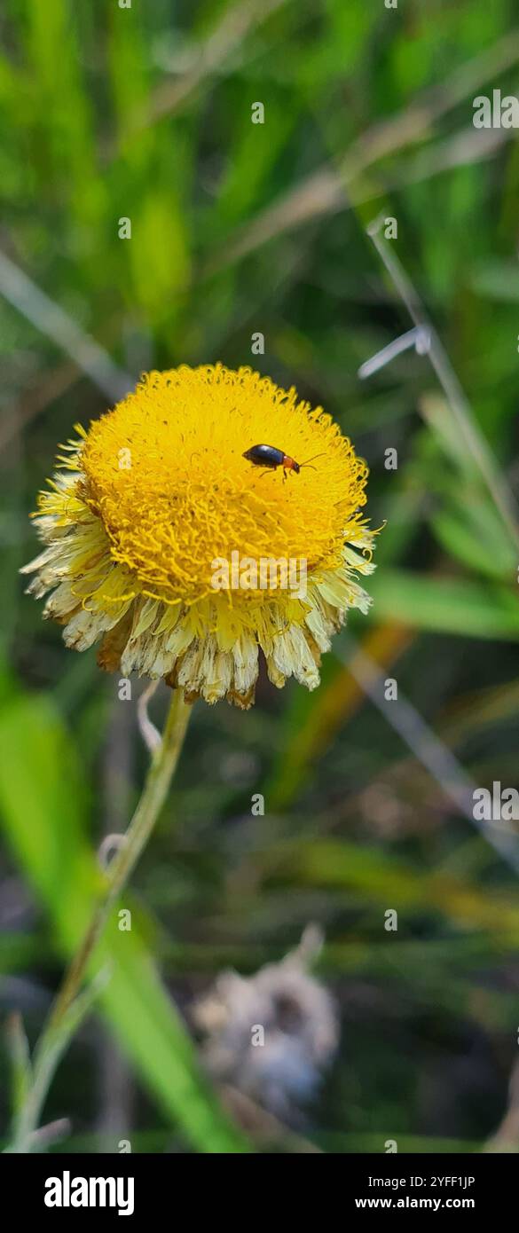 button everlasting (Coronidium scorpioides Stock Photo - Alamy