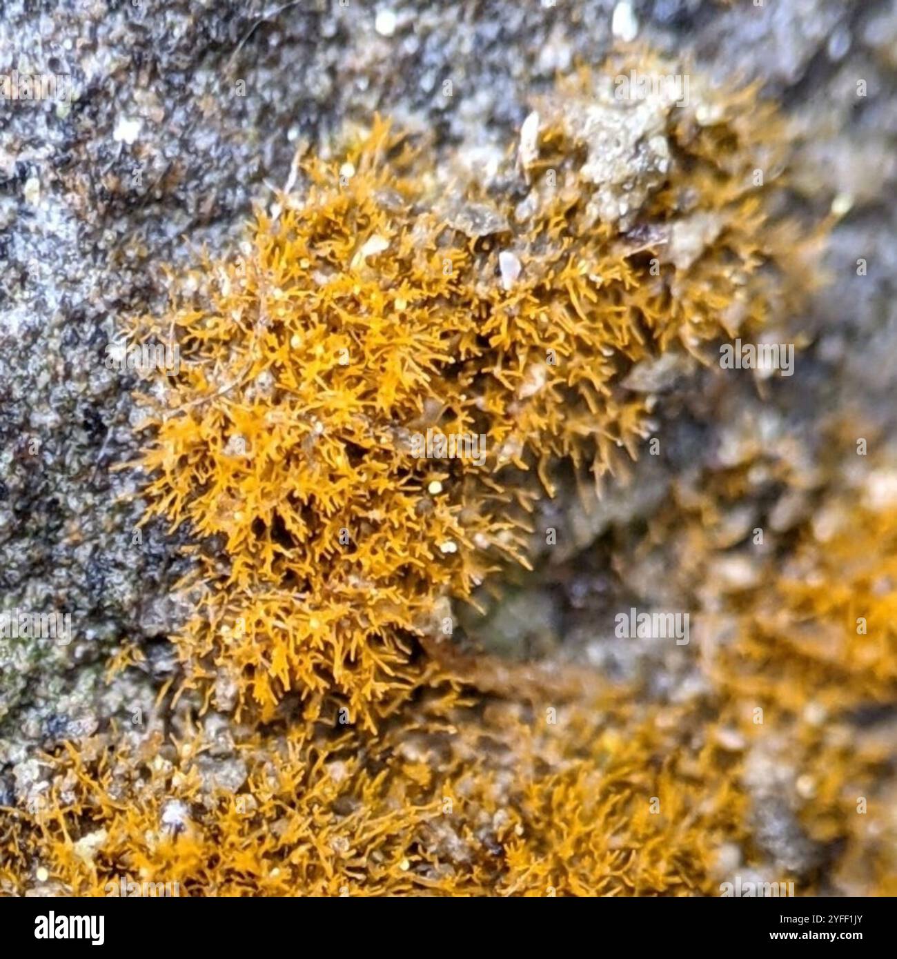 Polycauliona hi-res stock photography and images - Alamy