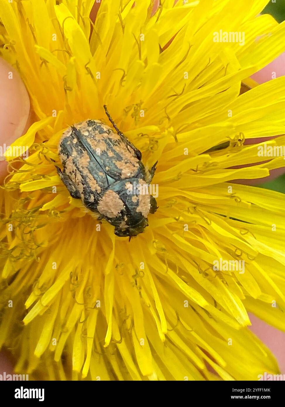 Mediterranean Spotted Chafer (Oxythyrea funesta Stock Photo - Alamy
