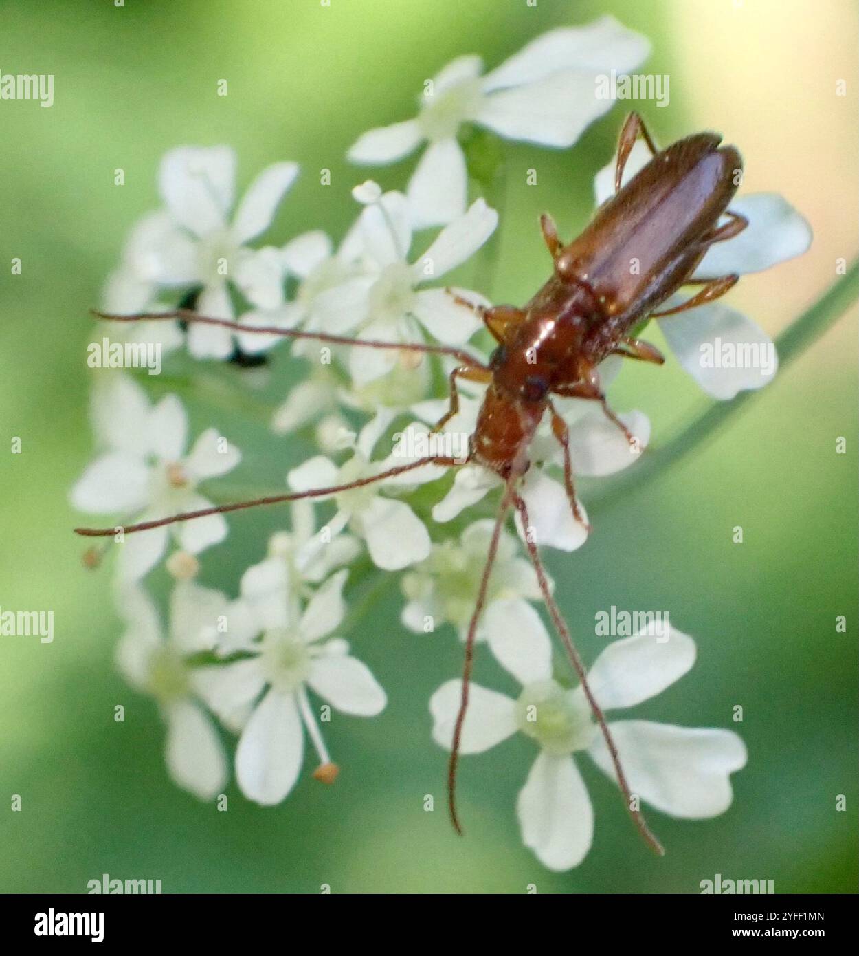 Obrium brunneum (obrium brunneum) hi-res stock photography and images ...