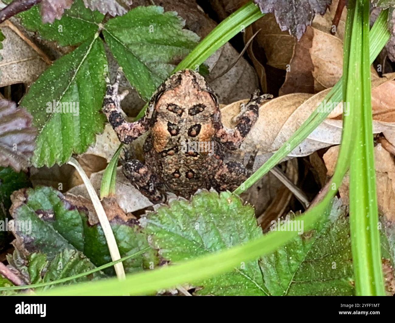 American Toad (Anaxyrus americanus Stock Photo - Alamy