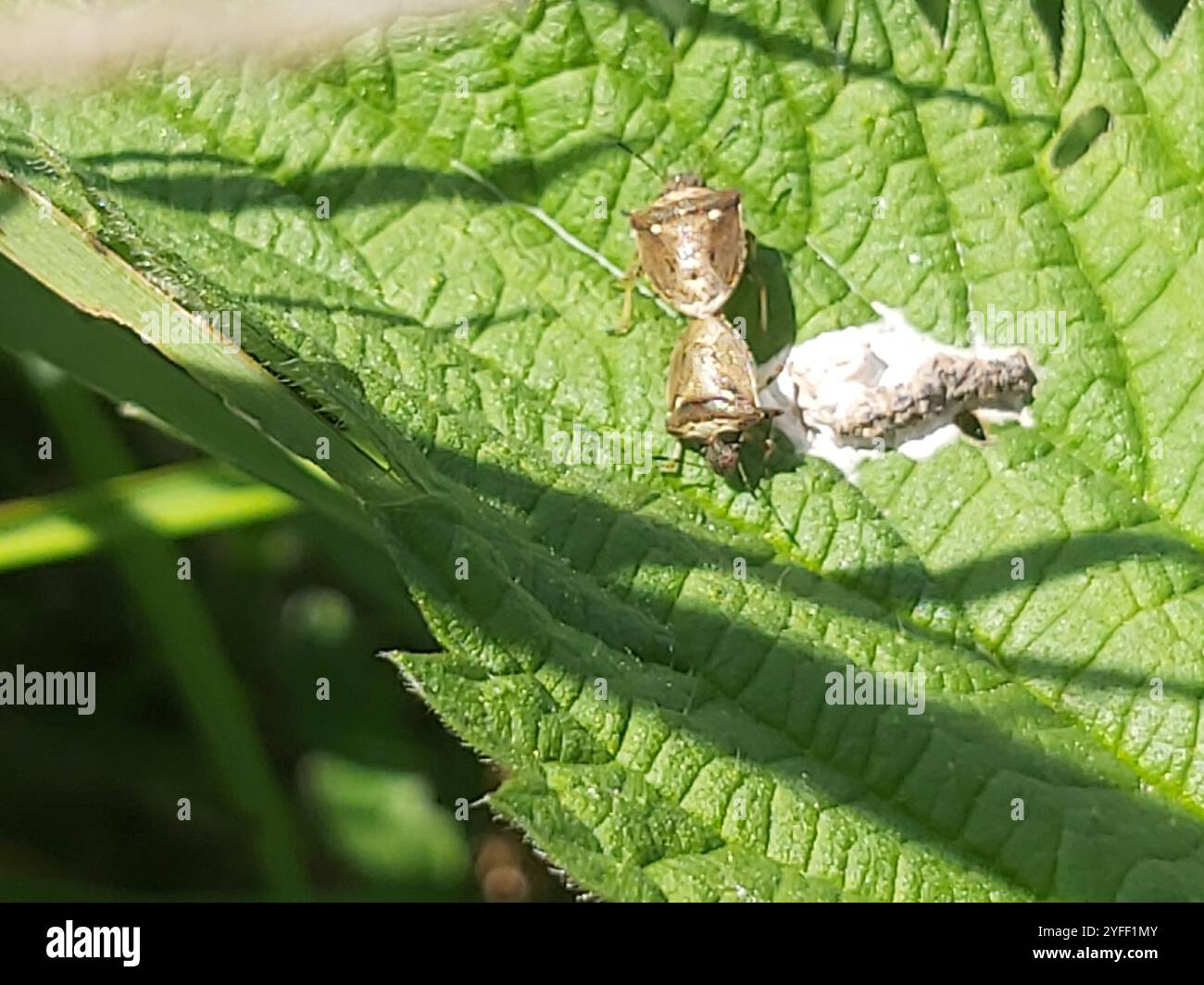 New Forest shieldbug (Eysarcoris aeneus Stock Photo - Alamy