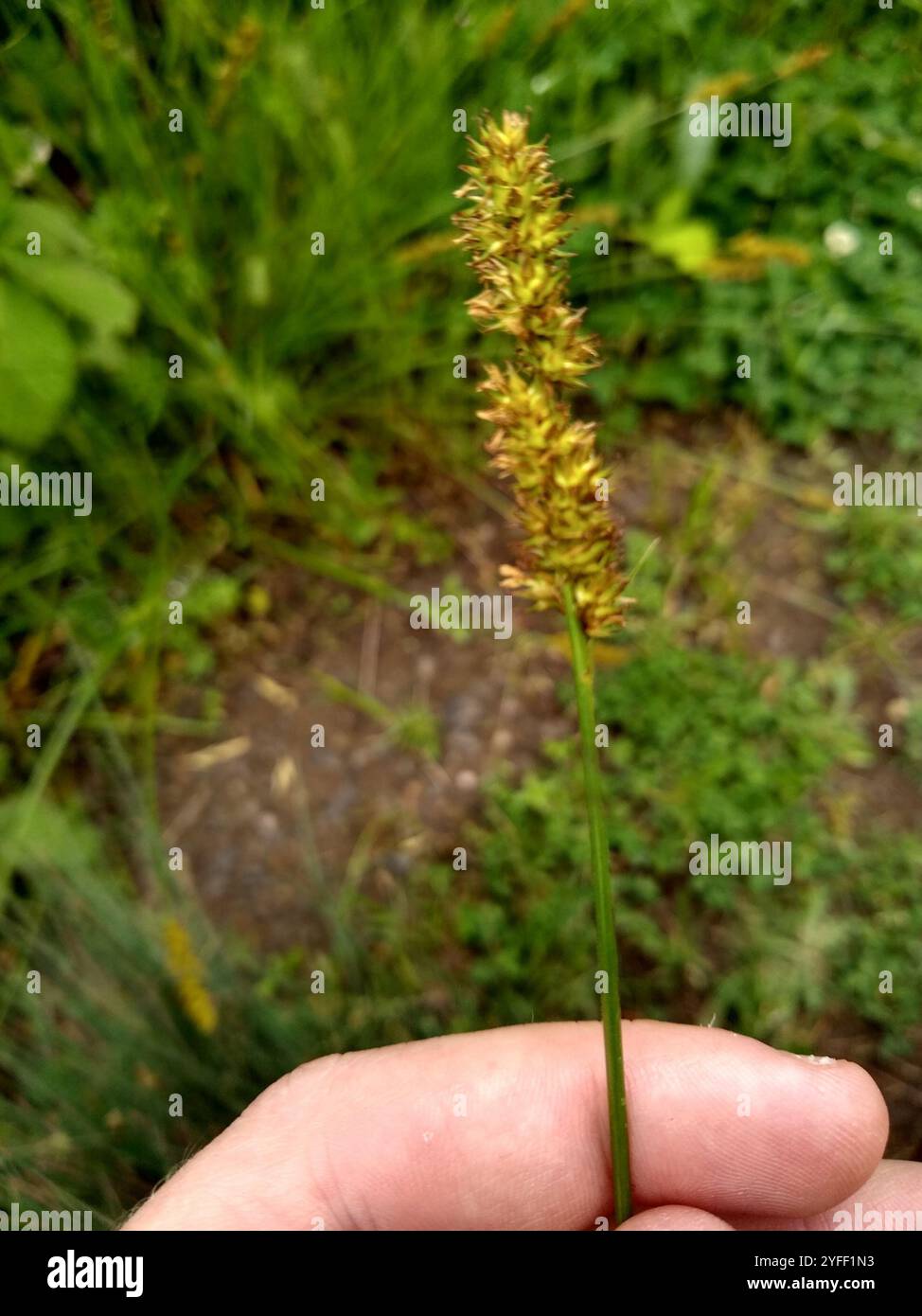 dense sedge (Carex densa Stock Photo - Alamy