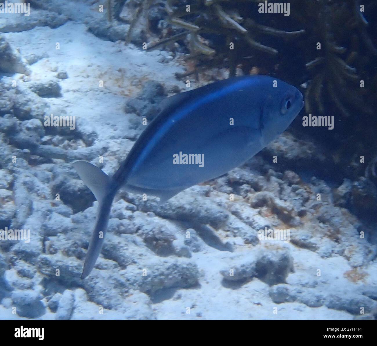 Bar Jack (Caranx ruber Stock Photo - Alamy