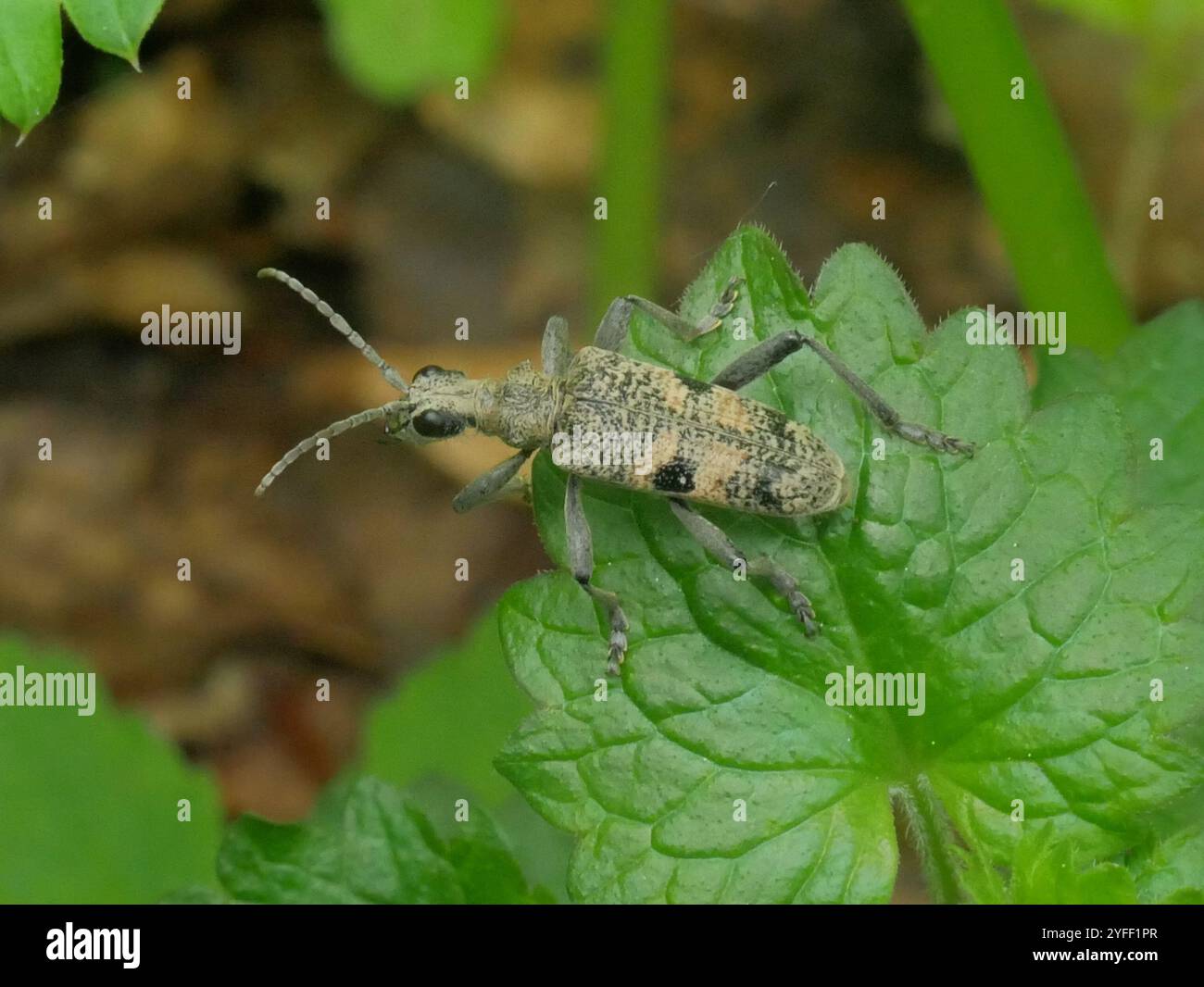 Blackspotted Longhorn Beetle (Rhagium mordax Stock Photo - Alamy