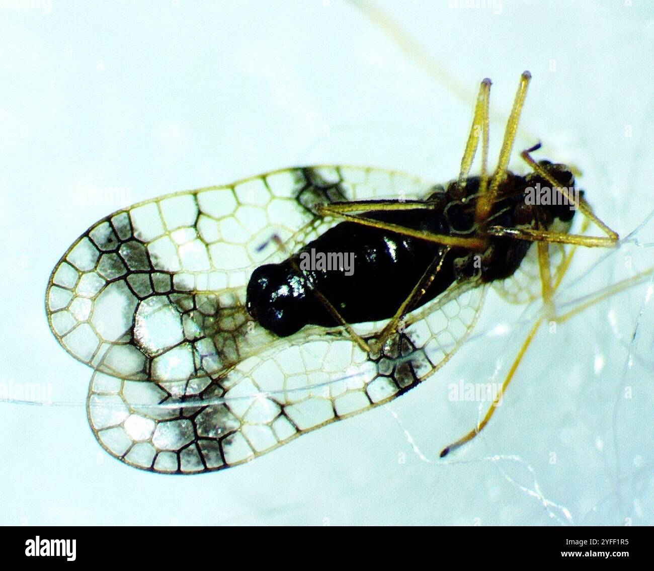 Stephanitis hi-res stock photography and images - Alamy