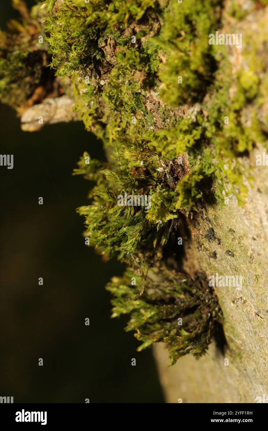 Lewinskya affinis hi-res stock photography and images - Alamy