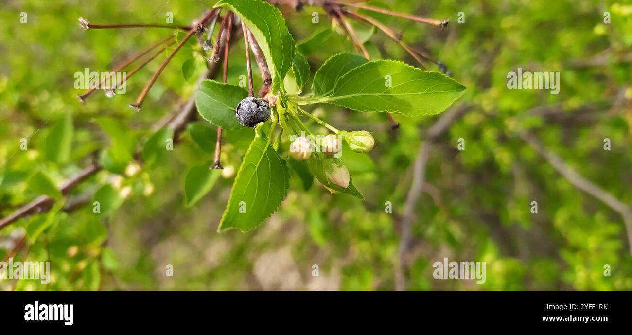 Siberian crabapple (Malus baccata Stock Photo - Alamy