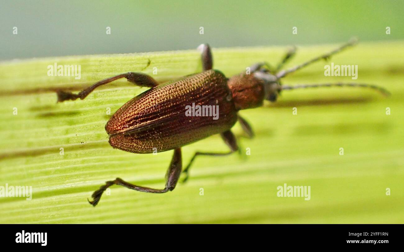 Grooved Leaf Beetle (Donacia semicuprea Stock Photo - Alamy