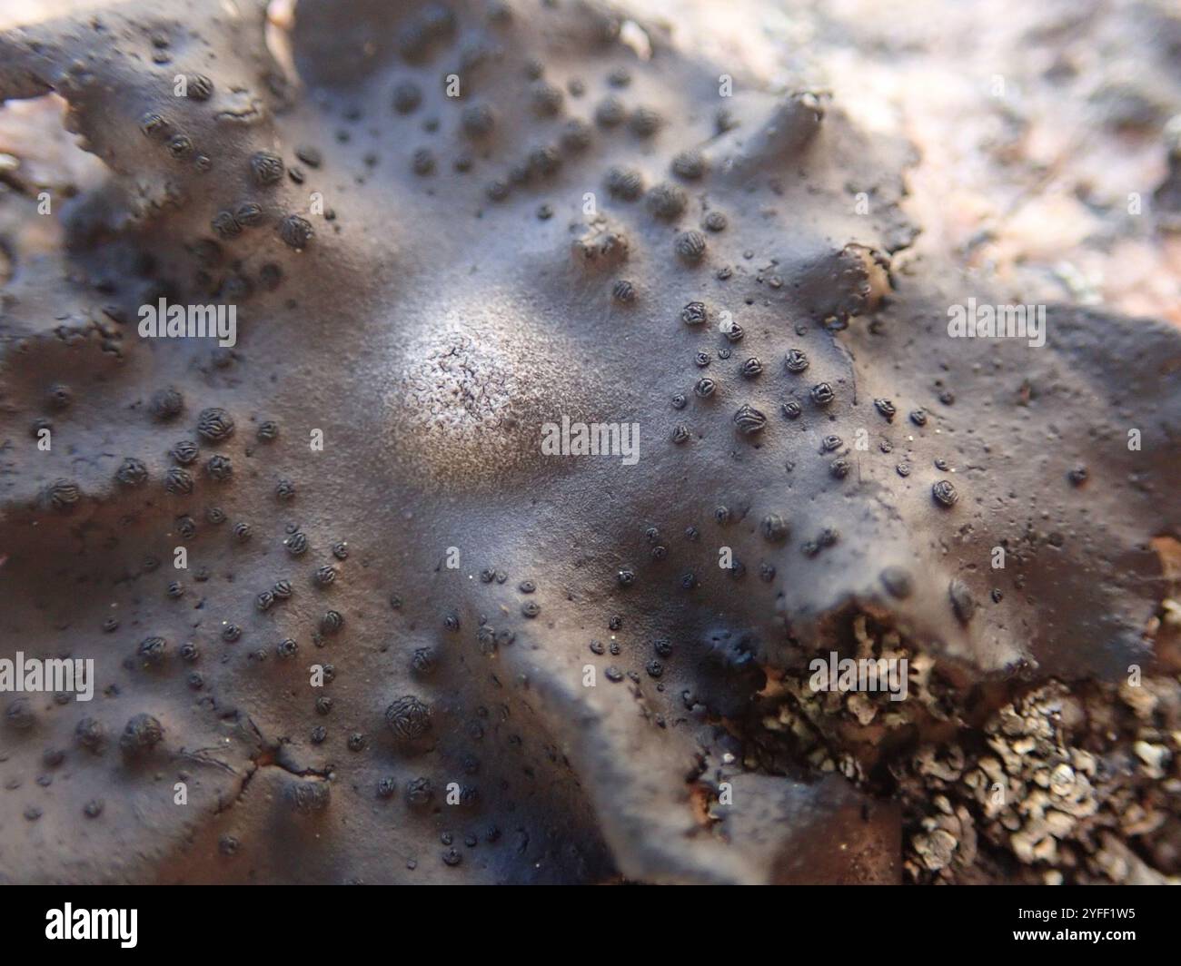 Emery Rocktripe Lichen (Umbilicaria phaea Stock Photo - Alamy