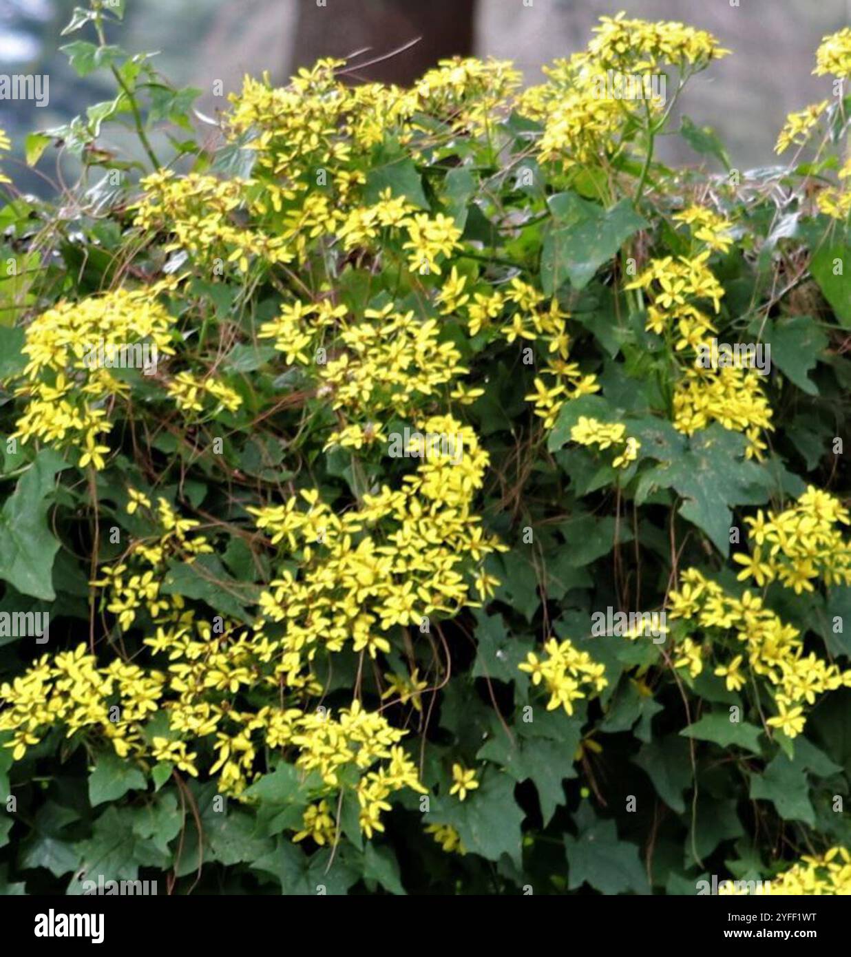 Canary creeper (Senecio tamoides Stock Photo - Alamy