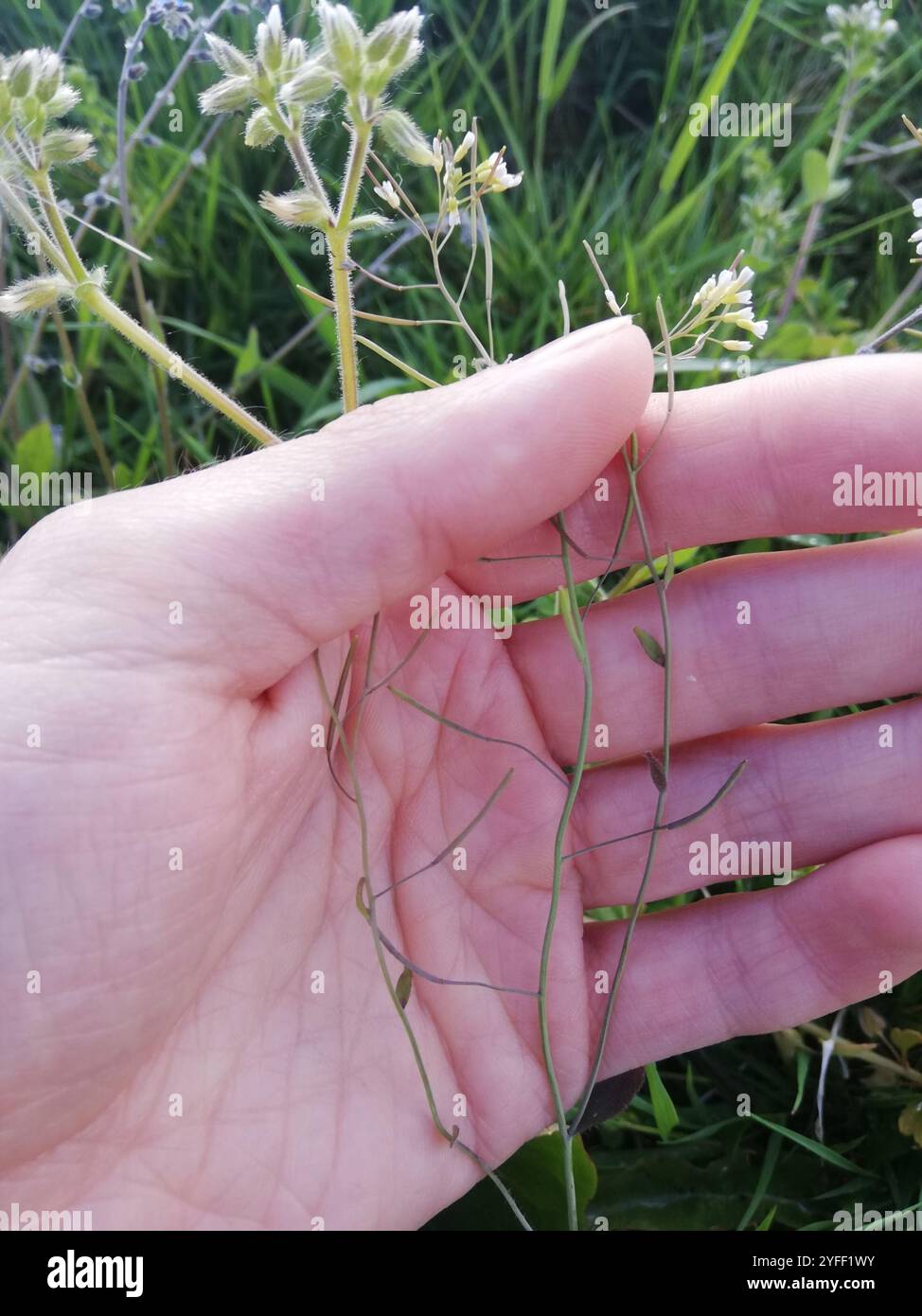 mouse-ear cress (Arabidopsis thaliana Stock Photo - Alamy