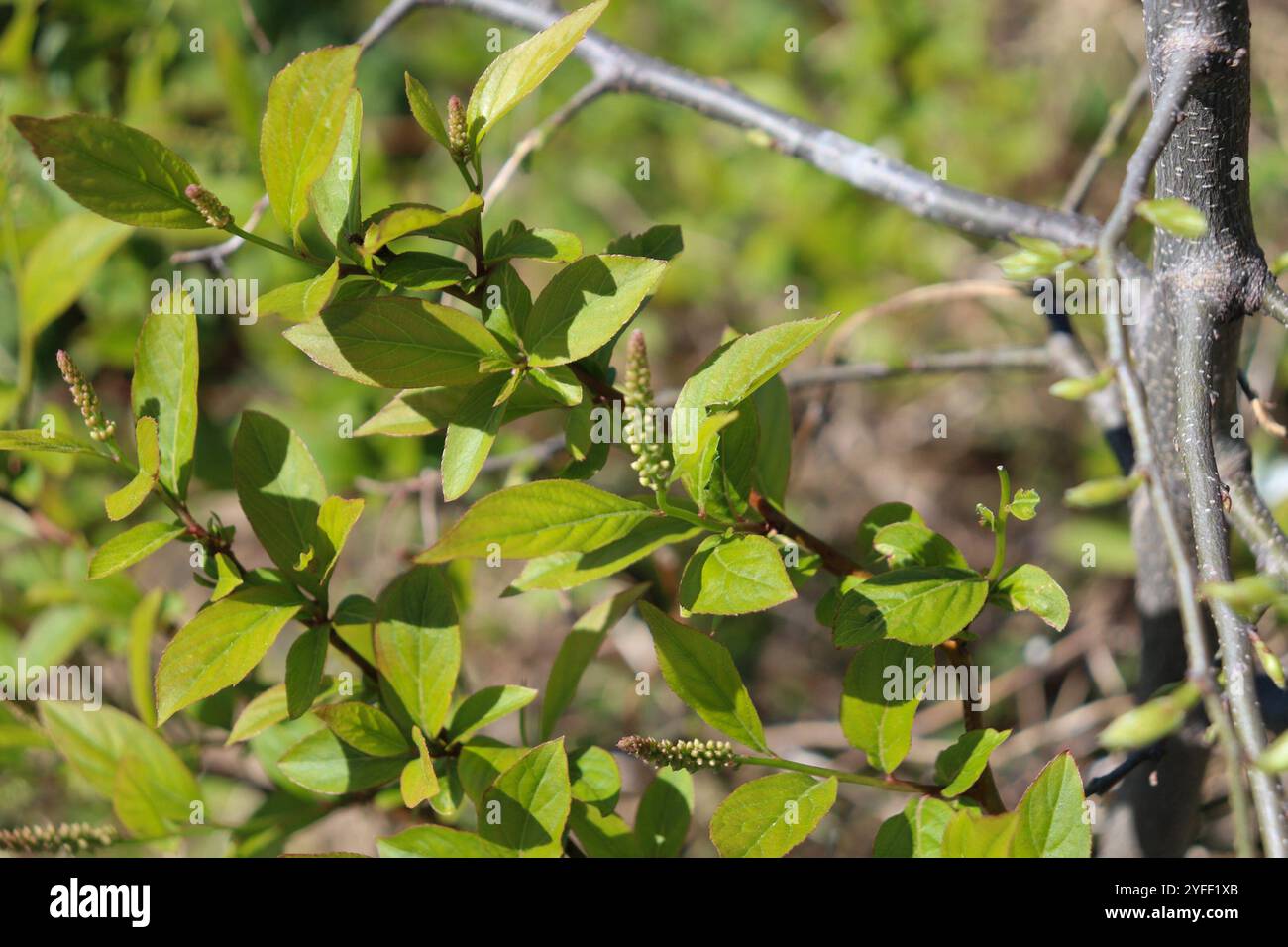 Sweetspire hi-res stock photography and images - Alamy