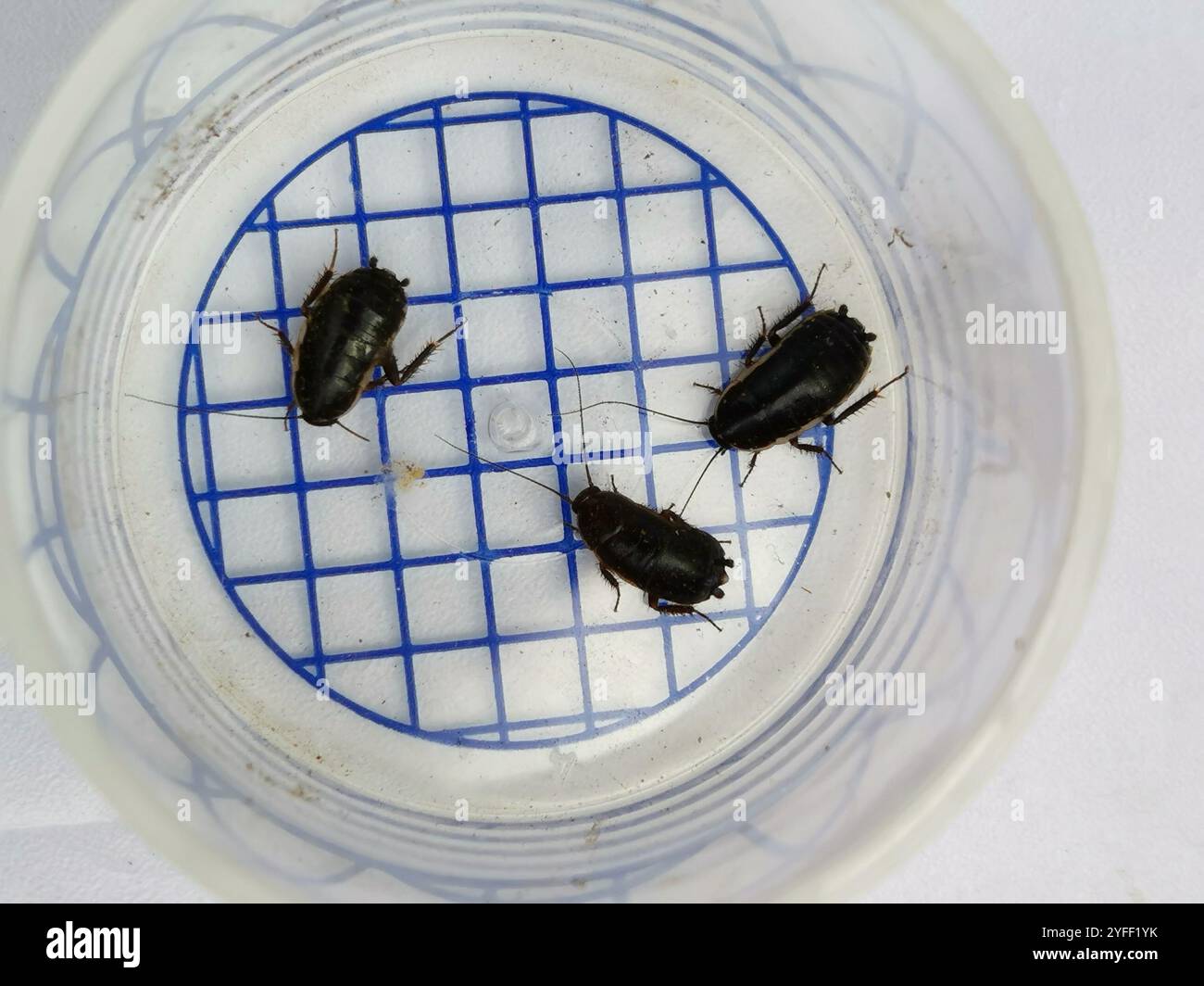 Blattodea cockroaches and termites hi-res stock photography and images ...