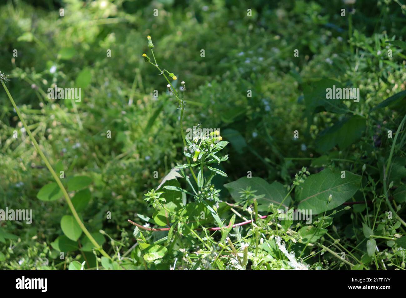 common groundsel (Senecio vulgaris Stock Photo - Alamy