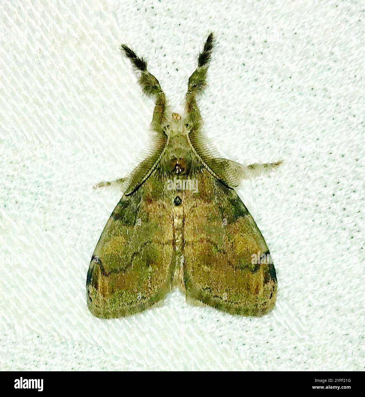 White-marked Tussock Moth (Orgyia leucostigma Stock Photo - Alamy