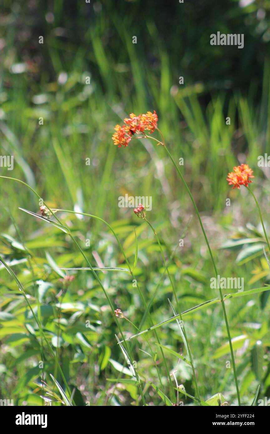Asclepias lanceolata hi-res stock photography and images - Alamy