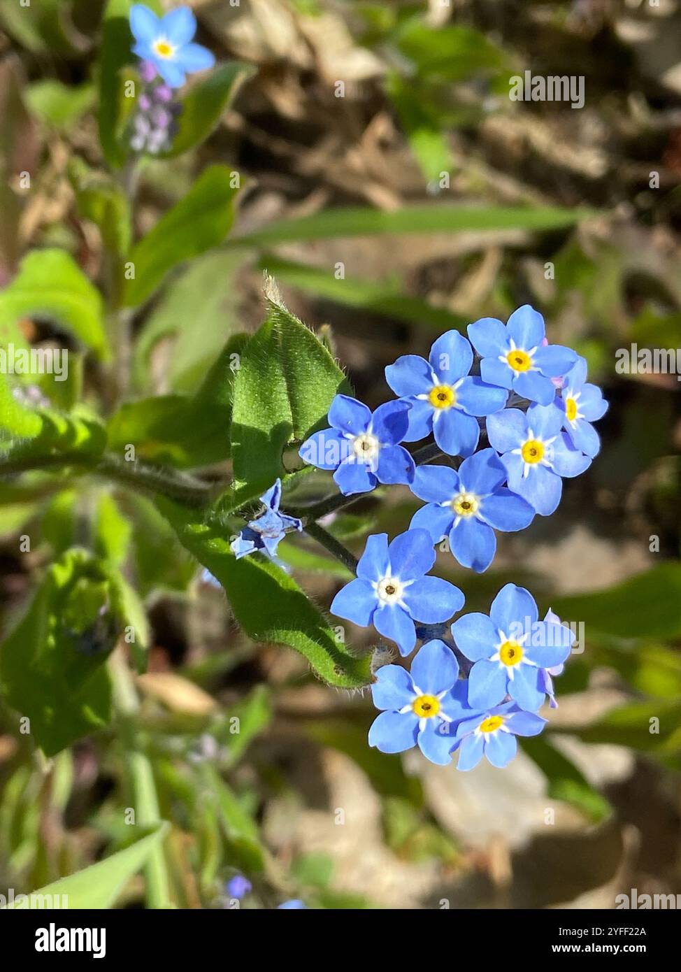 Wood Forget-me-not (Myosotis sylvatica Stock Photo - Alamy