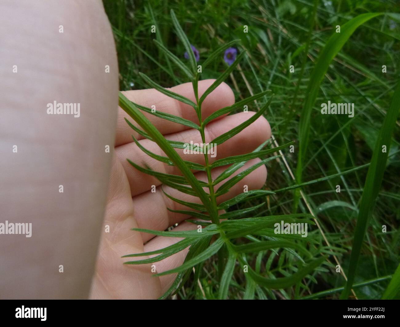 Common Valerian Complex (Valeriana officinalis Stock Photo - Alamy