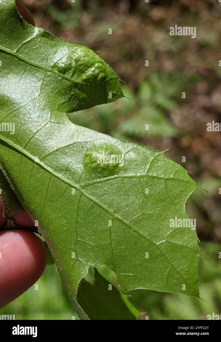 Oak Leaf Blister (Taphrina caerulescens Stock Photo - Alamy