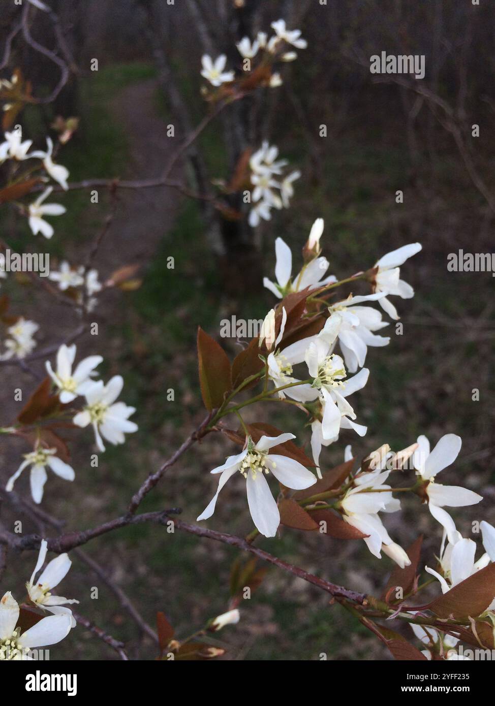 smooth shadbush (Amelanchier laevis Stock Photo - Alamy