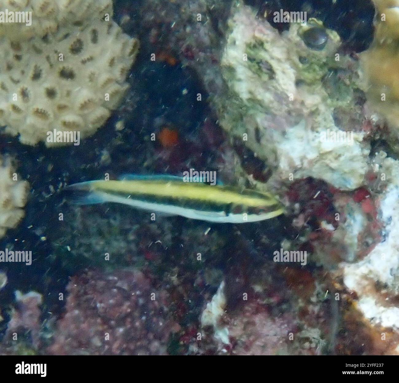 Caribbean Bluehead Wrasse (Thalassoma bifasciatum Stock Photo - Alamy