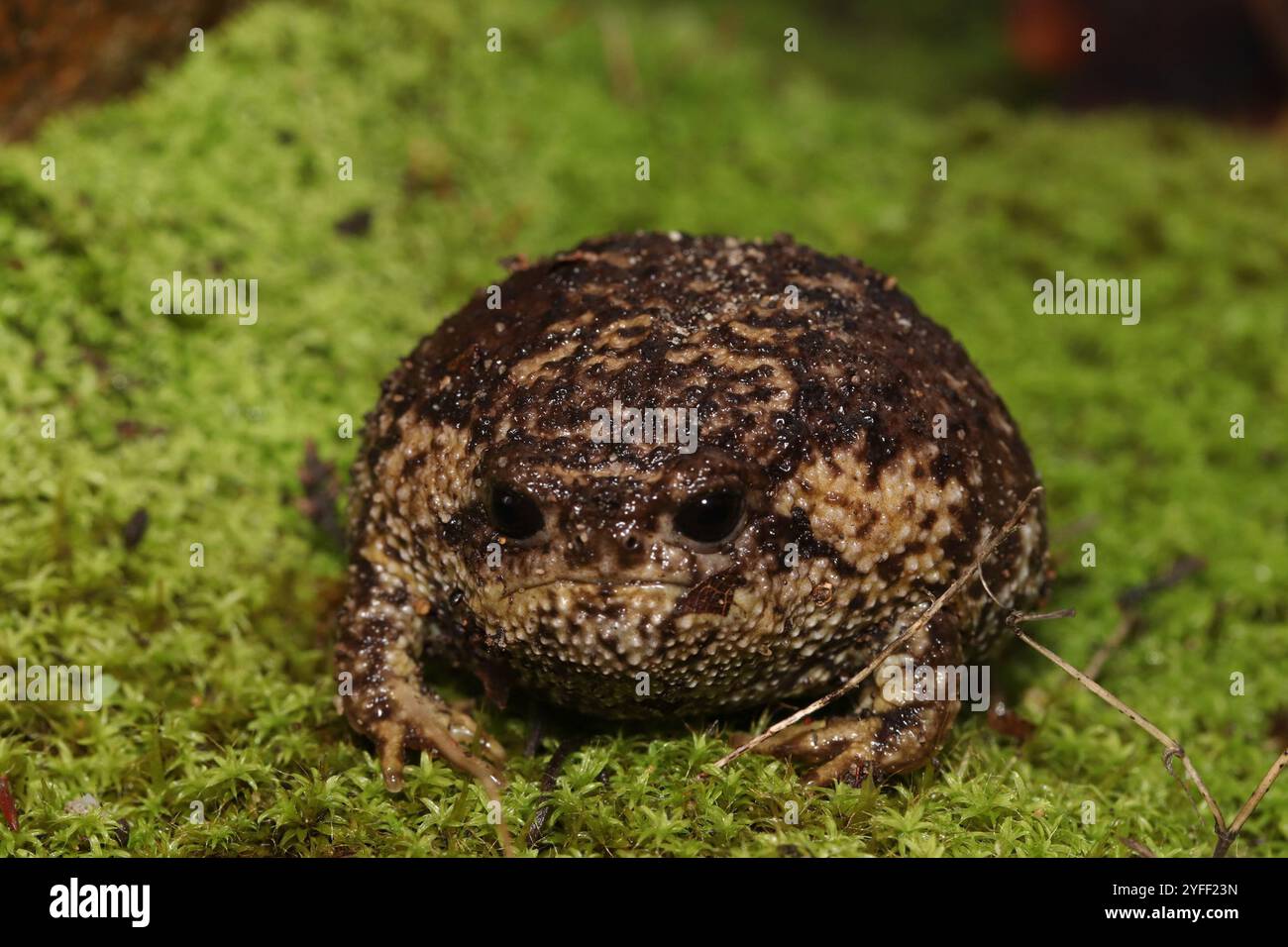 Giant Rain Frog (Breviceps gibbosus Stock Photo - Alamy